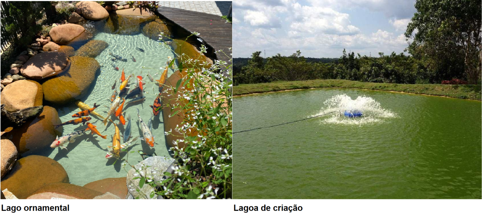 FILTRO IDEAL PARA LAGOS ORNAMENTAIS - Lago Carpa | Blog