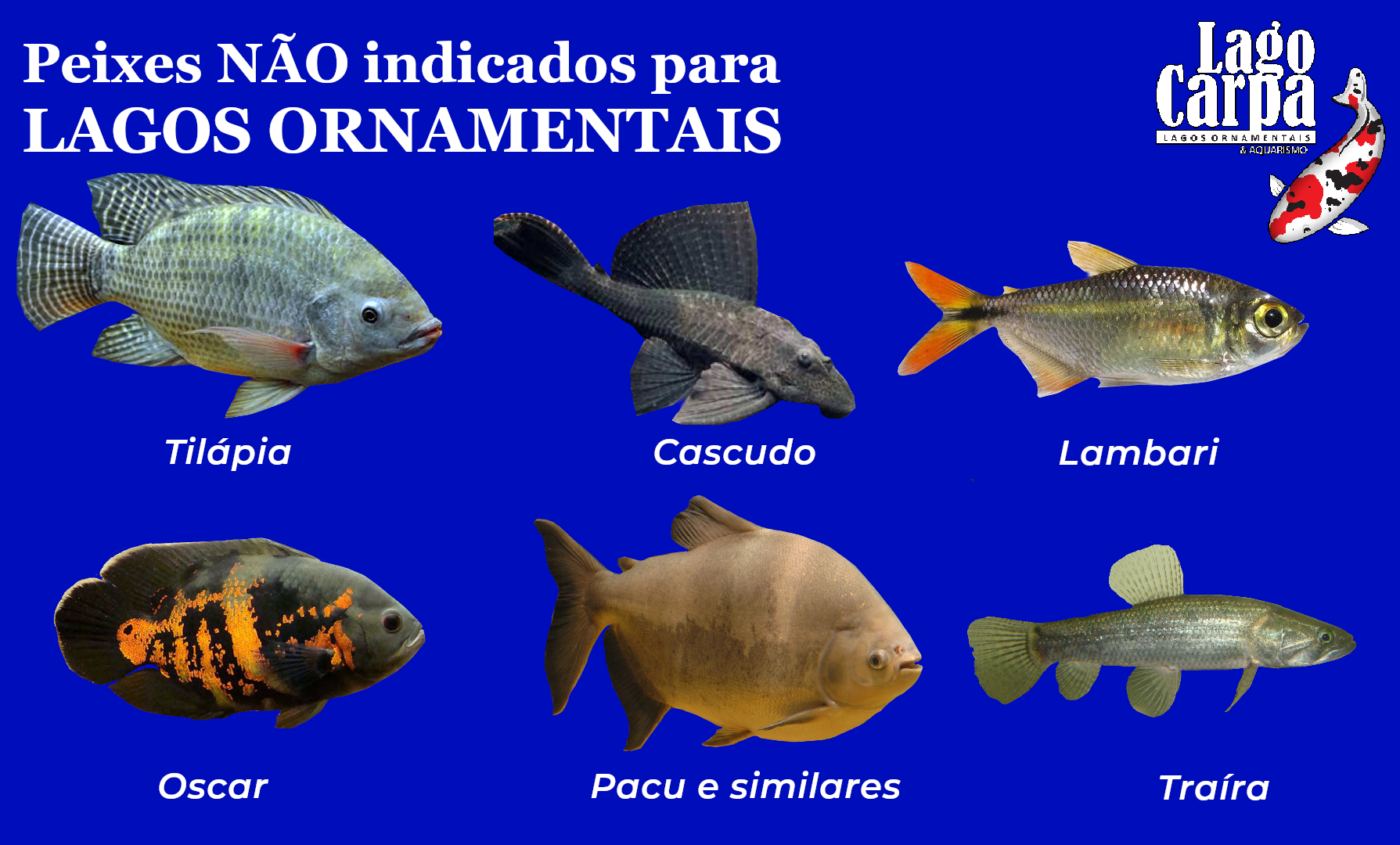 Carpa Koi & Kinguios - O segredo dos melhores peixes de lagos ...